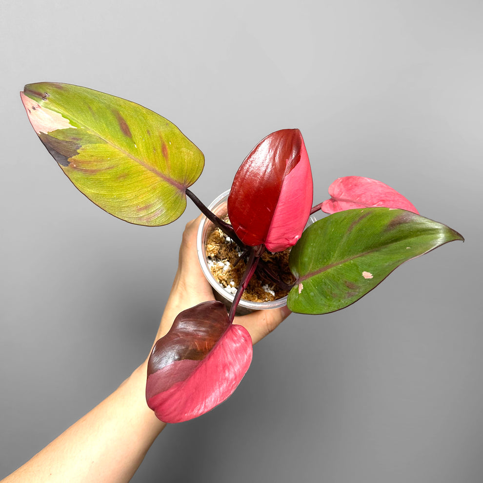 Philodendron Persimmon Princess – DingPlants