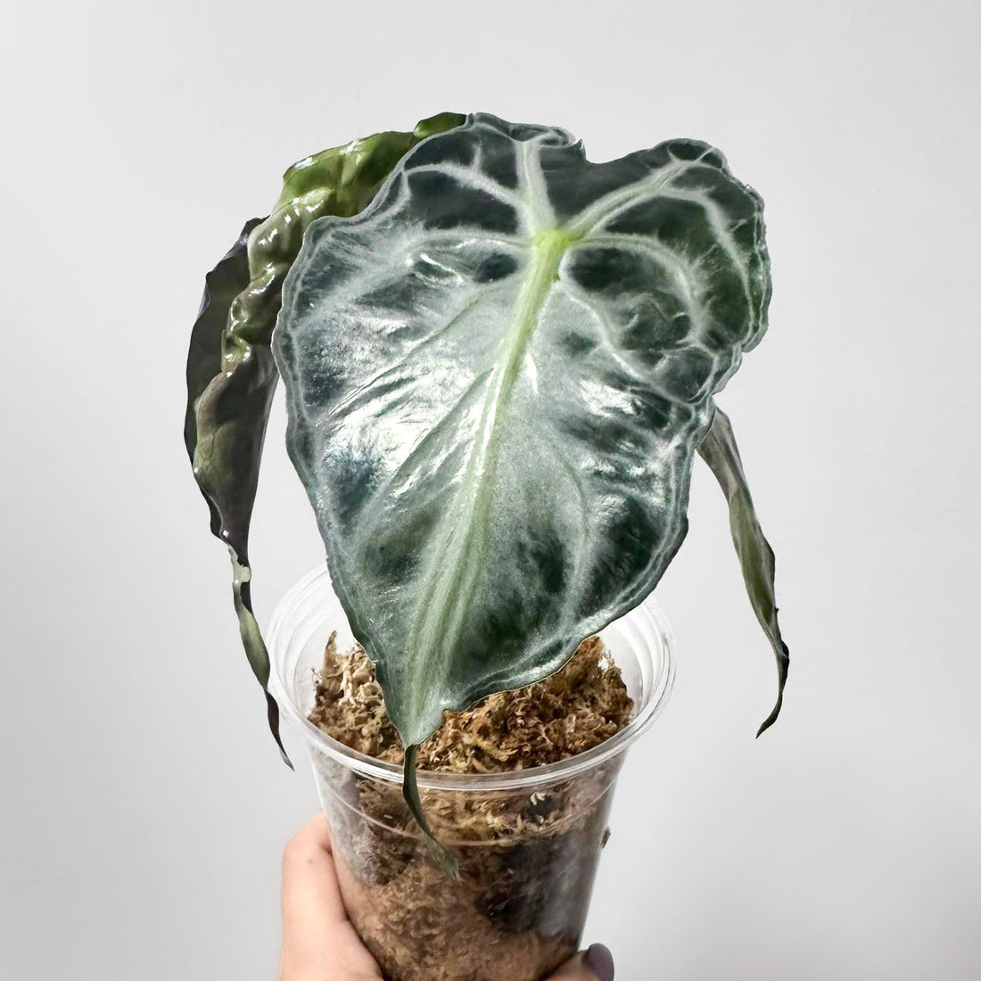 Alocasia Venom PREORDER – DingPlants