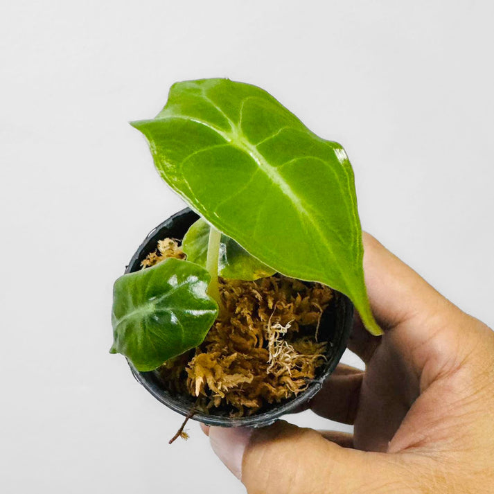 Alocasia Venom PREORDER – DingPlants