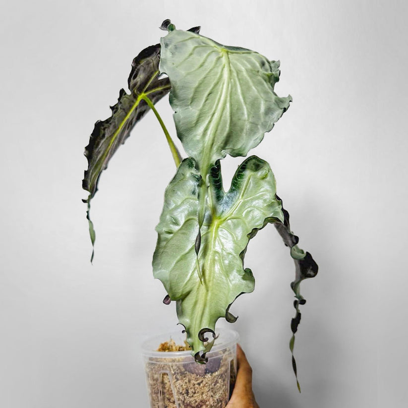 Alocasia Venom PREORDER – DingPlants