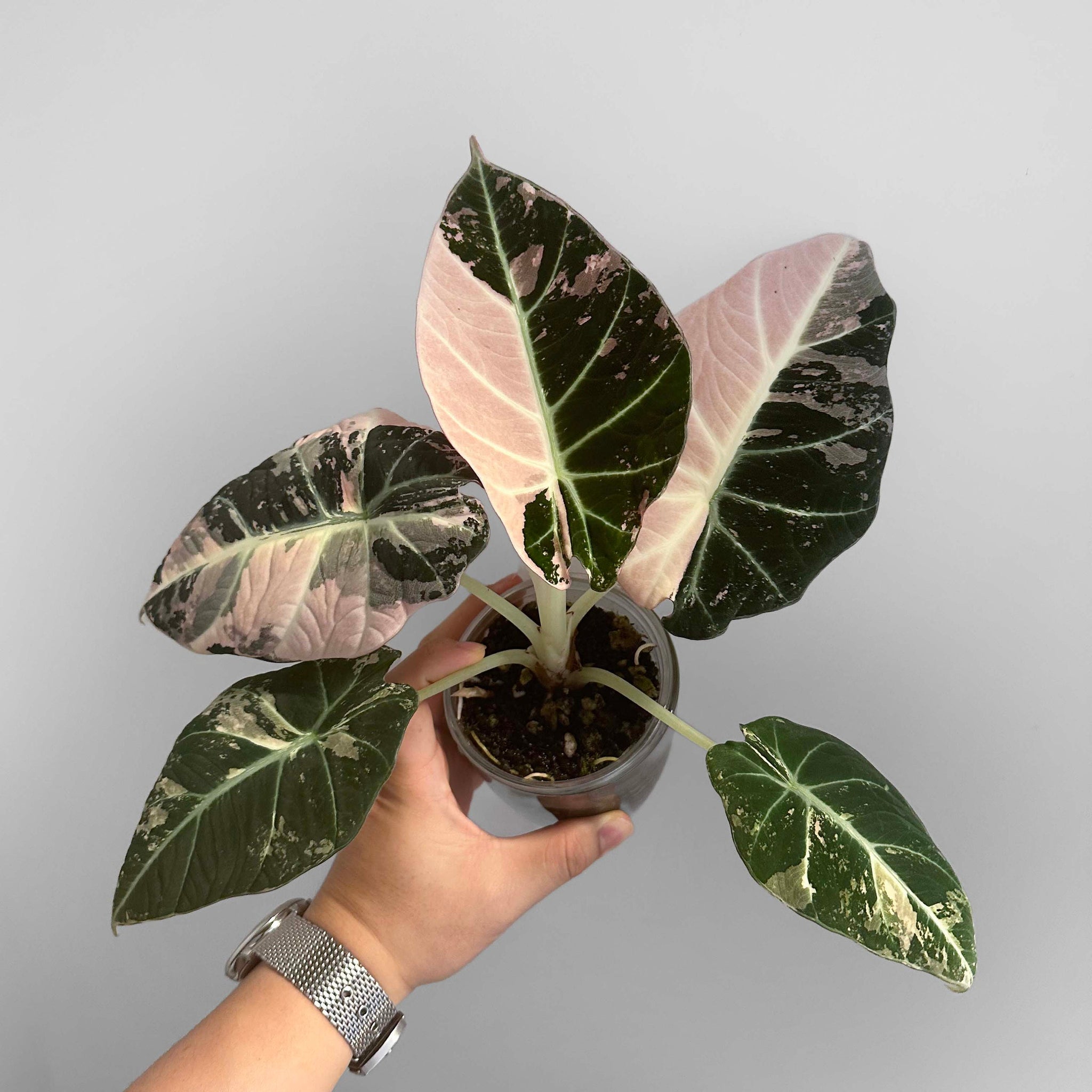 Alocasia Black Velvet Pink Variegated Corm – DingPlants